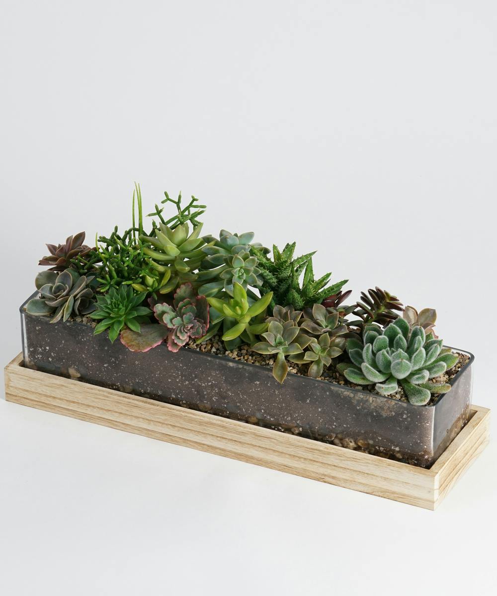 Succulent Garden in Element Trough | Plant Delivery, Philadelphia ...