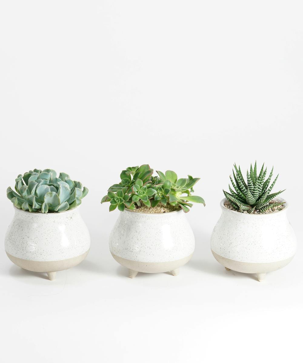 Succulent Trio in Blair Pot | Unique Plant Gifts - Robertson's Flowers ...