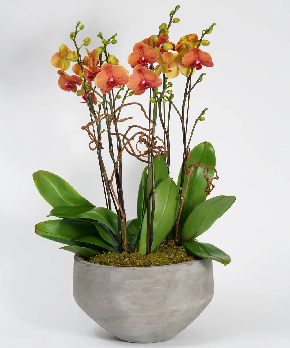 Surf Song Orchid Garden | Unique Orchid Gift Delivery, Philadelphia ...