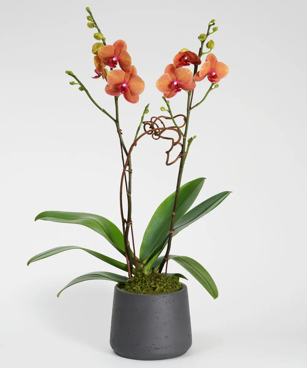 Surf Song Orchid | Plants, Philadelphia Delivery - Robertson's Flowers